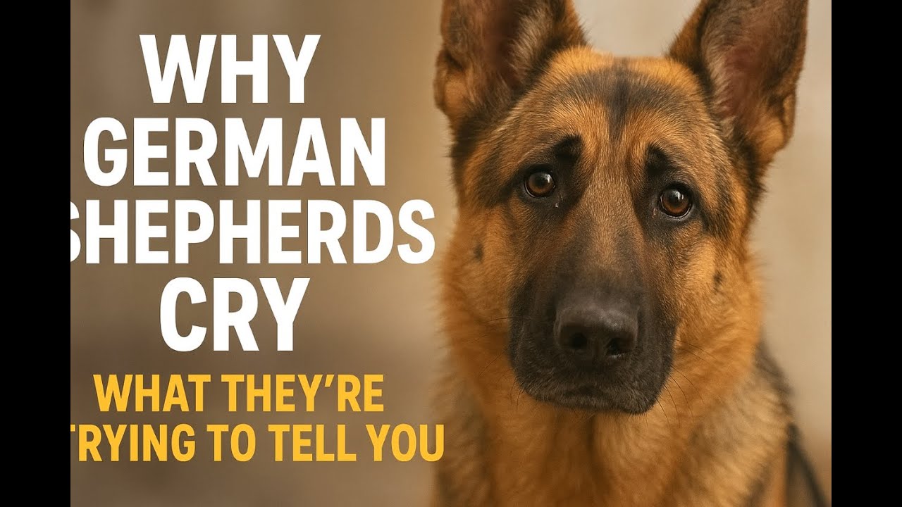 “Why German Shepherds Cry and What It Really Means” - YouTube