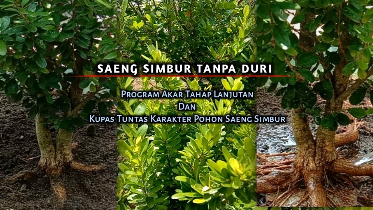 Kupas Tuntas Karakter Pohon Saeng Simbur Dan Tahap Lanjutan Program ...