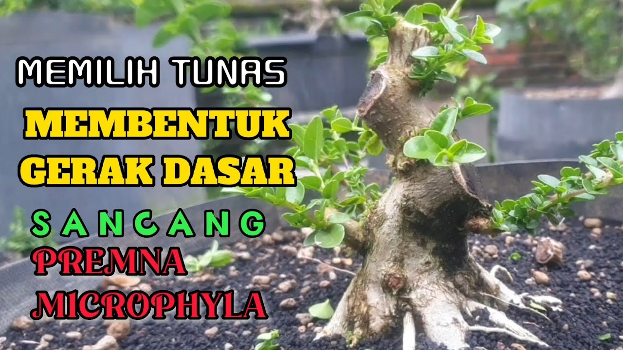 PART 1! MEMBENTUK GERAK DASAR SANCANG SMALL YANG CANTIK ...