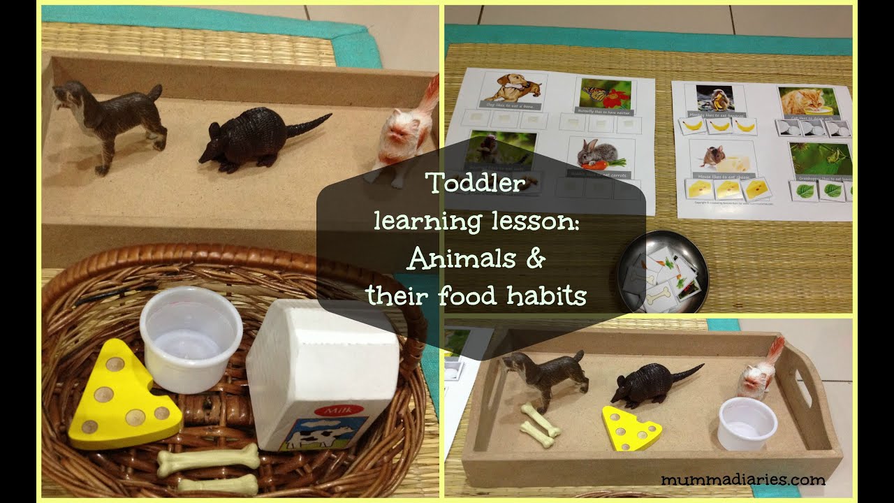 Toddler / Preschooler Learning Lesson - Animals & their food habits ...