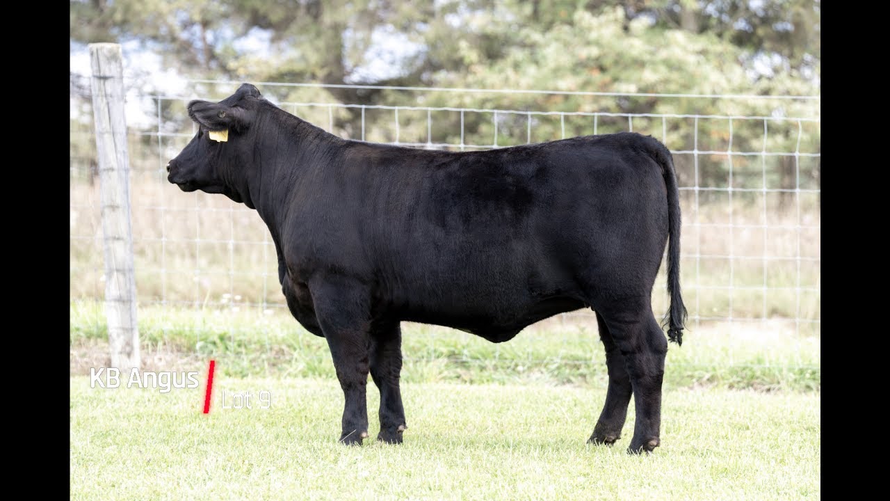 Lot 9 - KB Angus - YouTube