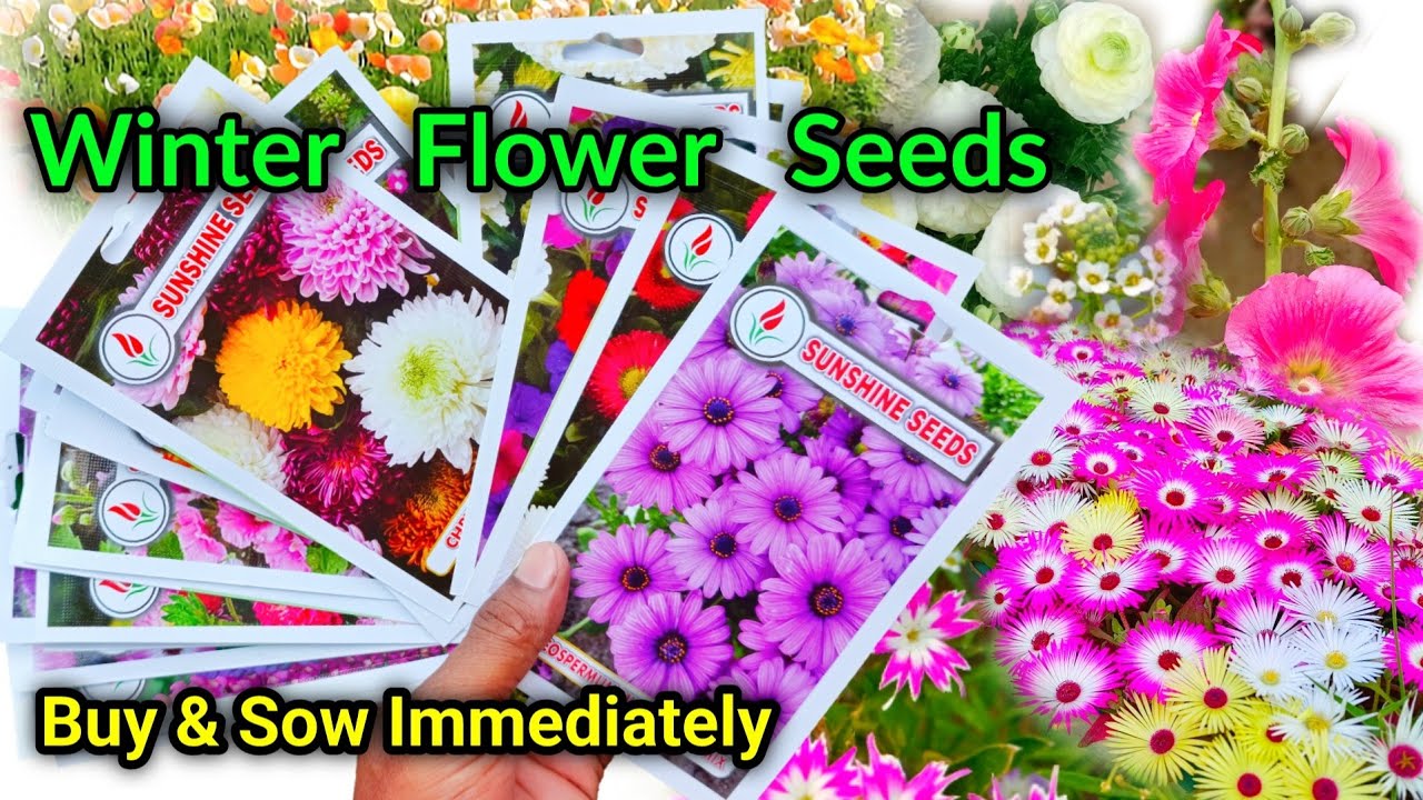Winter Flowers Name & Sowing Time / Winter Flower Seeds - YouTube
