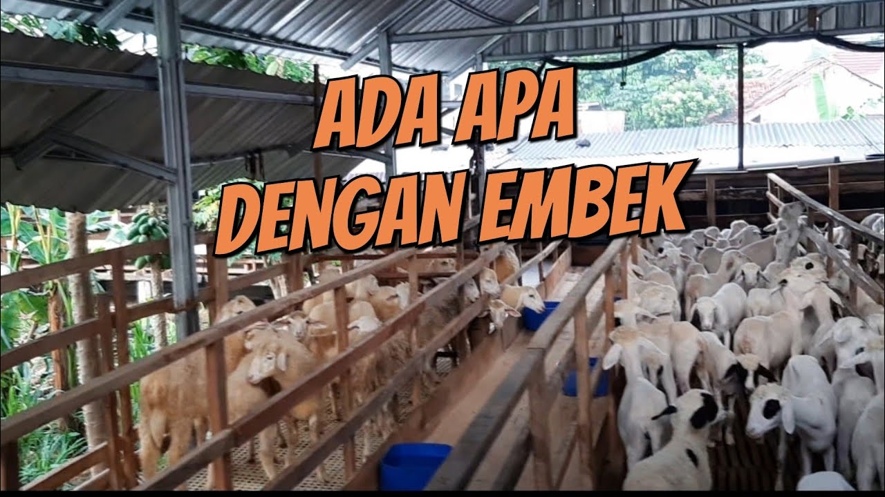 Ada Apa Dengan Embek - YouTube