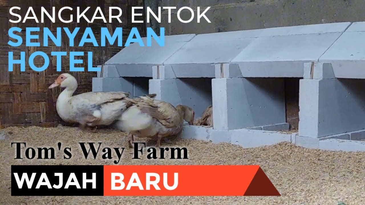 PETARANGAN TERNAK ENTOK MEWAH MURAH PRODUKSI TELUR OPTIMAL ! Rehab ...