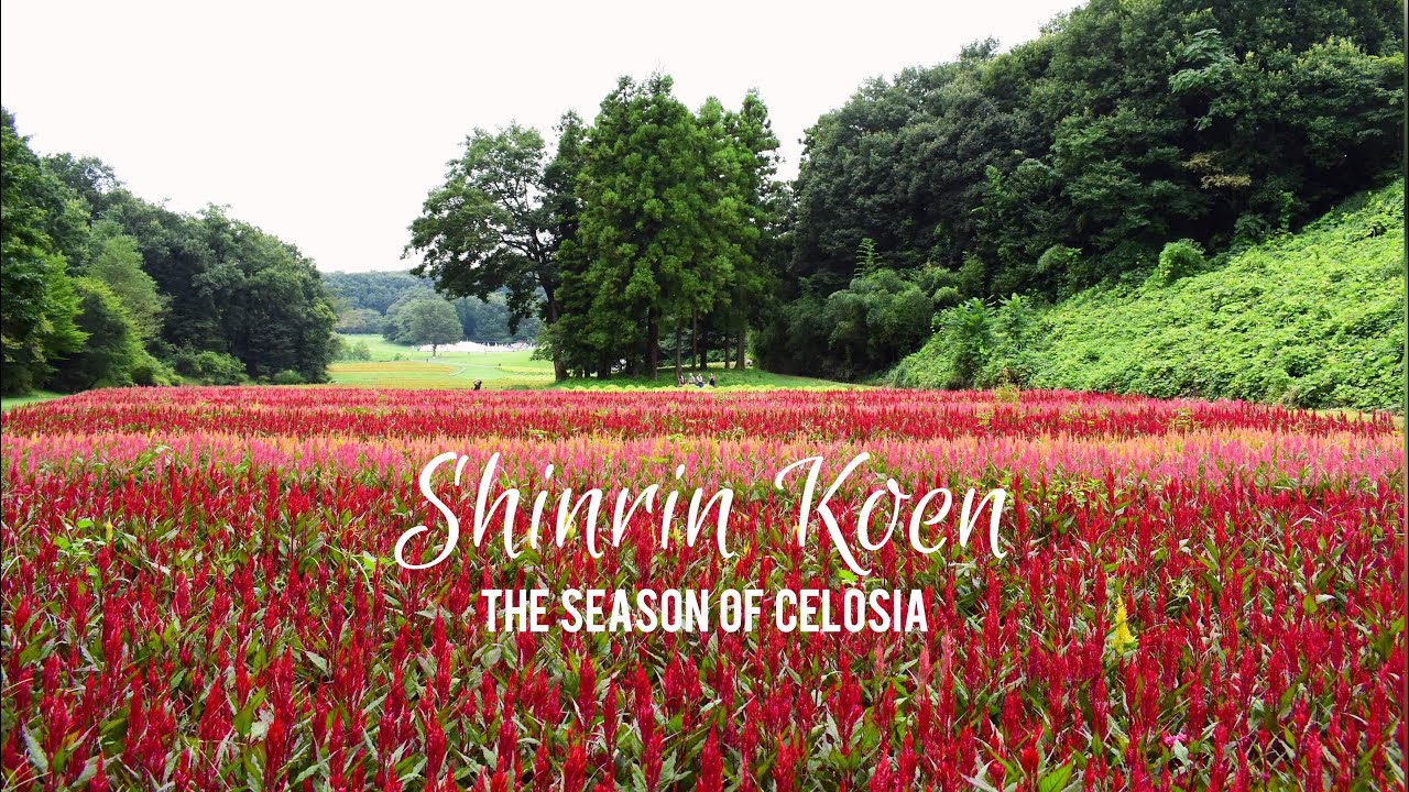 Musashi Kyuryo Government Park Shinrin Koen #Cockscomb and #Petunia ...