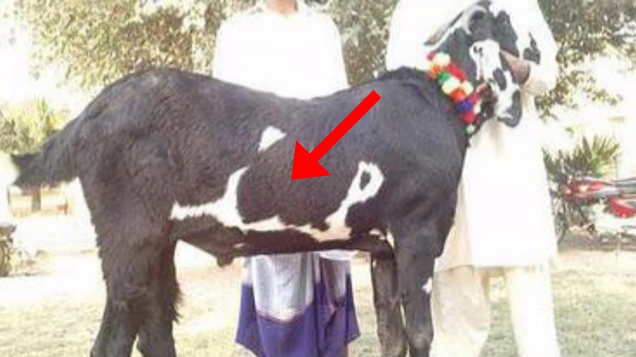 Rich Jamali Has Goats due to Sunnah of Prophet Muhammad P.B.U.H ...