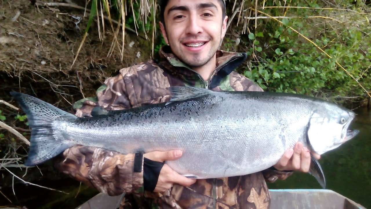 Pesca salmon chinook rio Tolten temporada 2016-2017 - YouTube