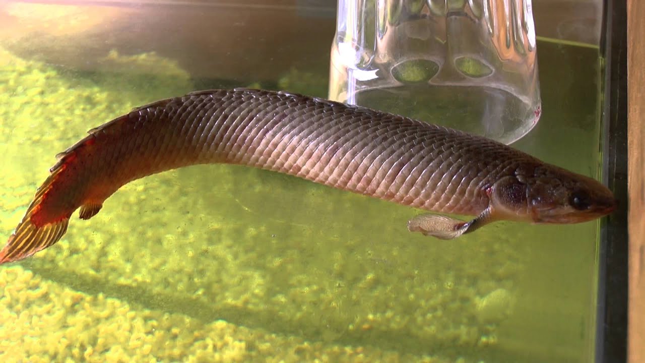 Selbstmord meines Flösselhecht:O Suicide of a fish - YouTube