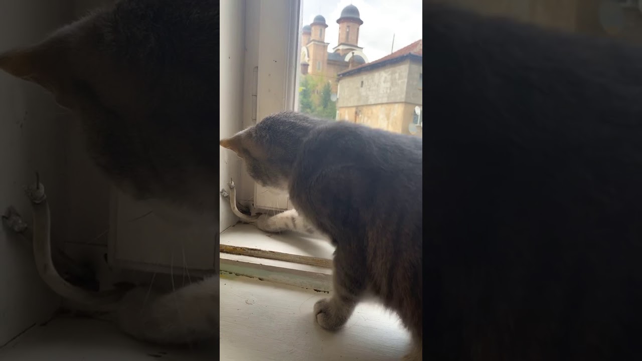 cat trying to catch a fly - YouTube
