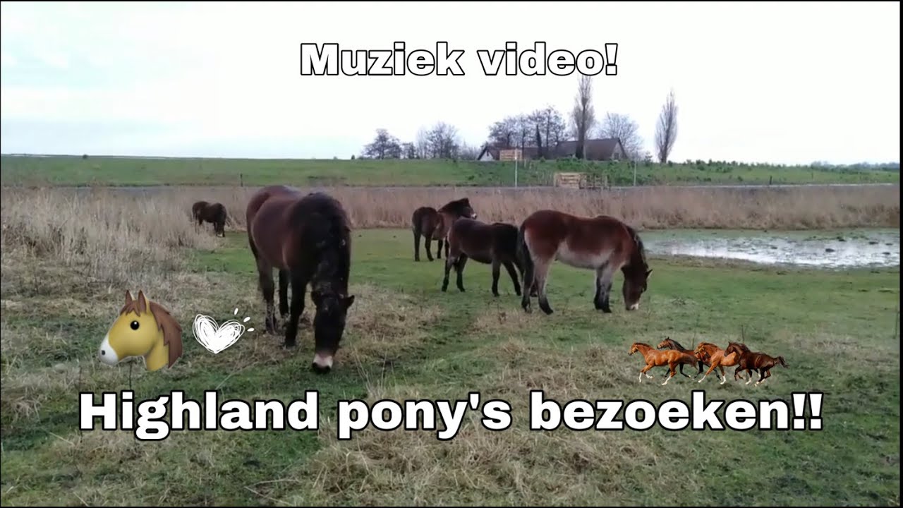 Highland pony's bezoeken! || rc de voorweg - YouTube
