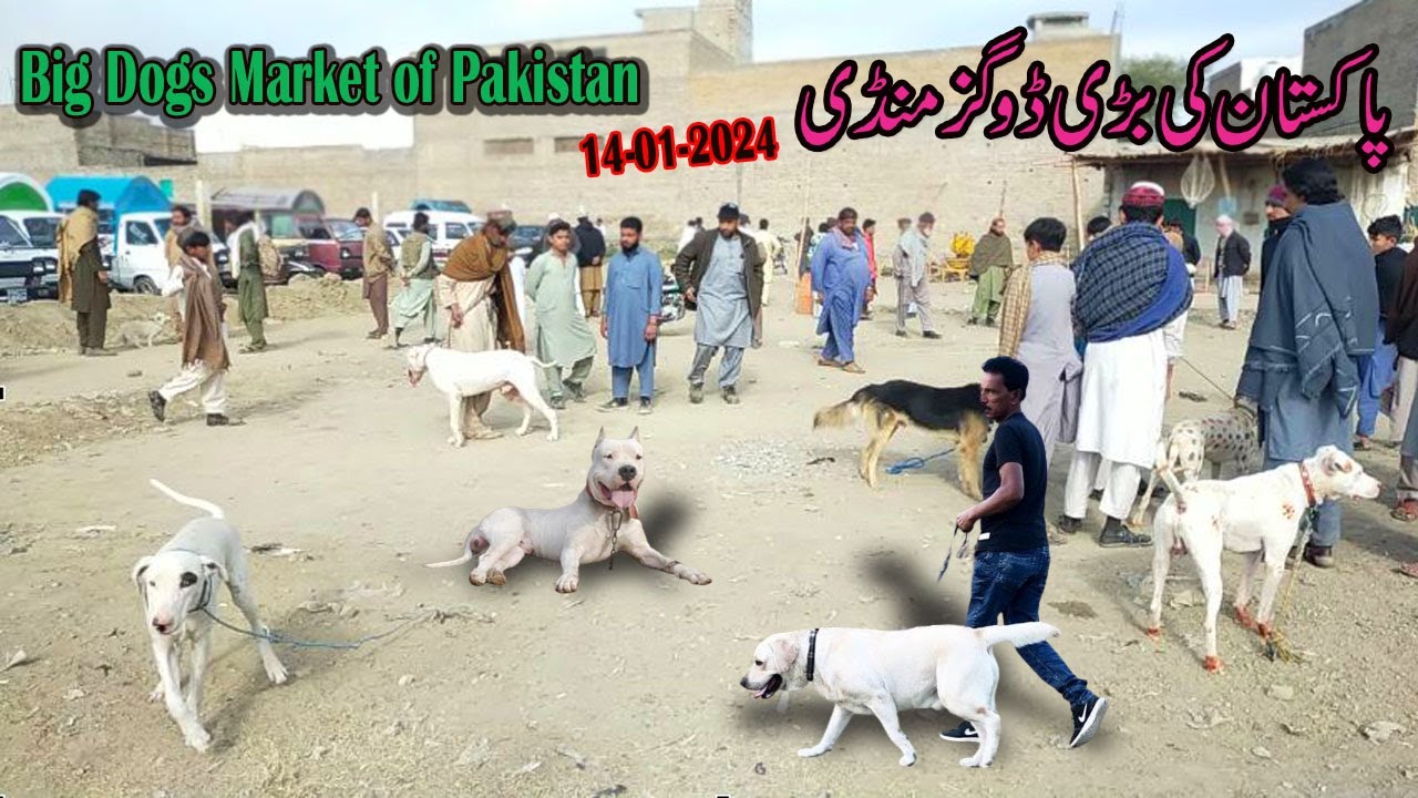 kohat Dog Mandi Today 14-01-2024 | Kohat Dog Market | Dog Mandi | Kohat ...