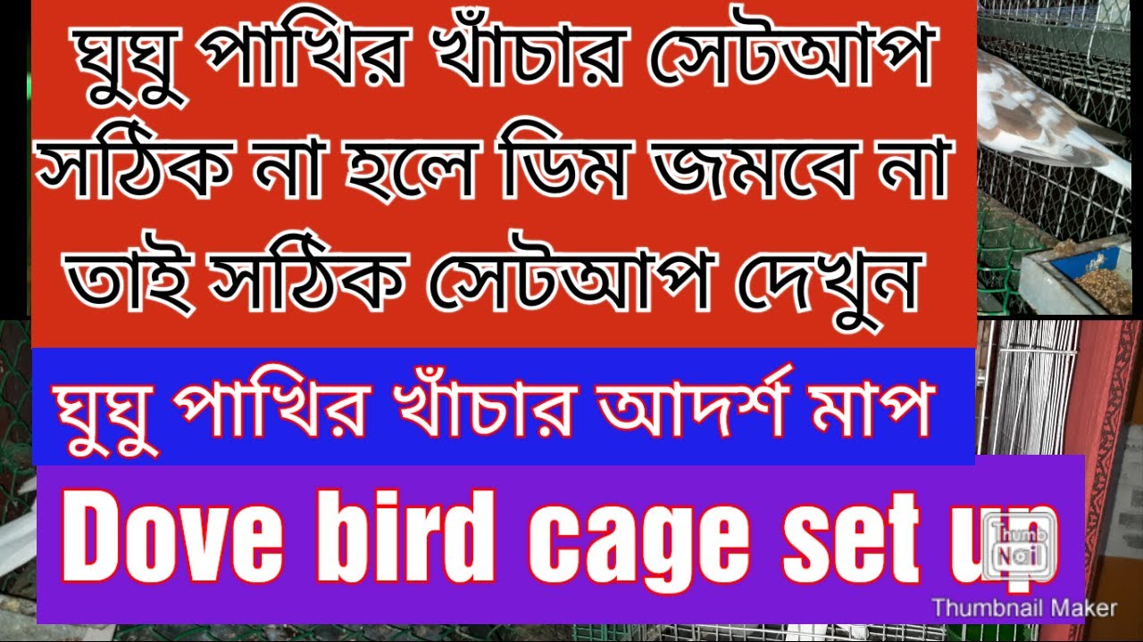Dove bird cage set up // ঘুঘু পাখির খাঁচার সেট আপ ও খাঁচার সঠিক মাপ। ghughu pakhi palon - YouTube