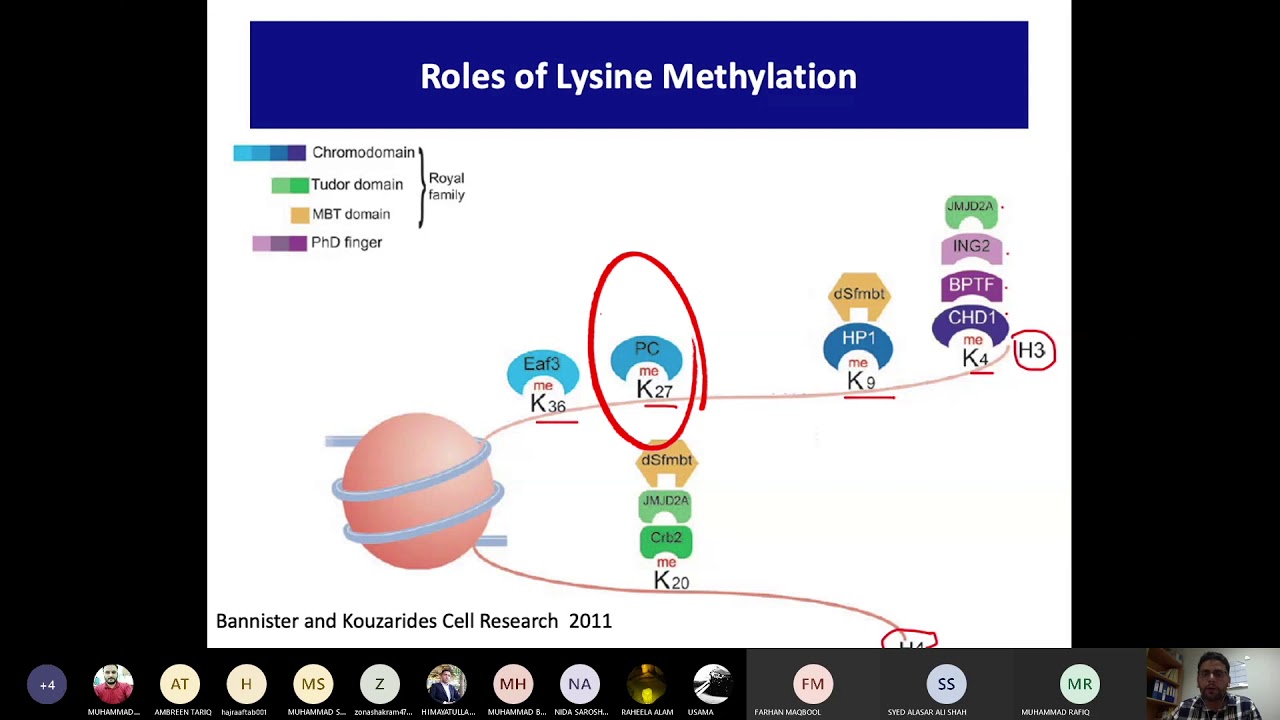 Histone methylation Part 2: Roles of Lysine methylation, Cross talk ...