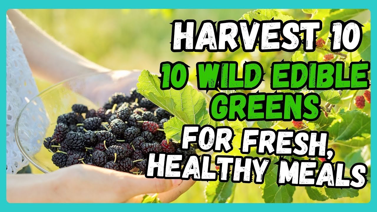 Harvest 10 Wild Edible Greens for Fresh, Healthy Meals - YouTube