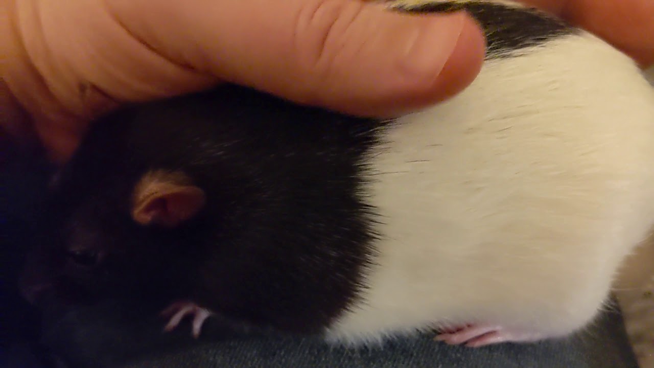 Happy rat bruxing - YouTube