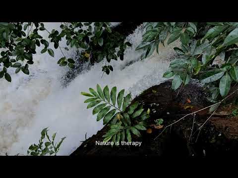 Nature always win 🍂 #nature #videography #shorts 