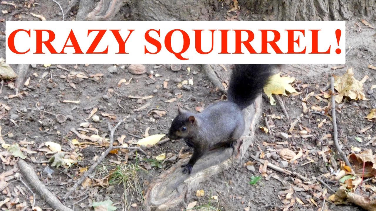 Observing Squirrels Go Crazy and Act Funny. Squirrel's Diary 112 - YouTube