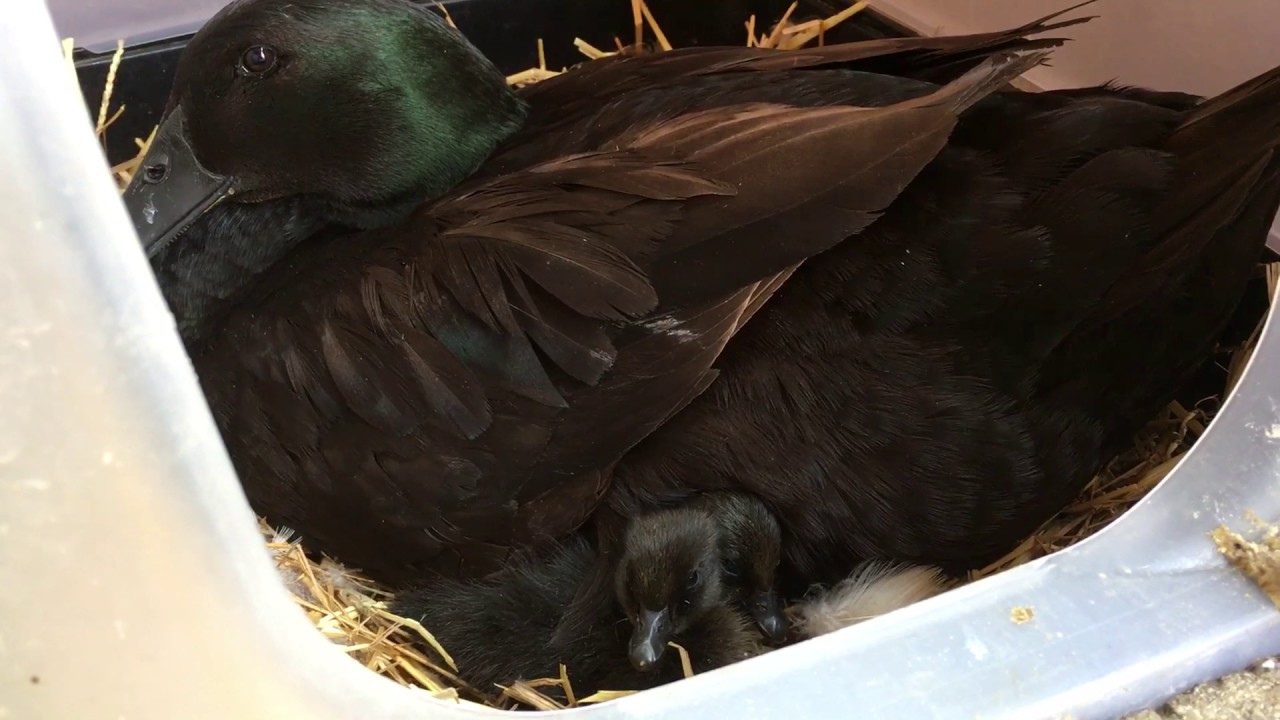 Baby Cayuga Ducklings - just hatched last night! - YouTube