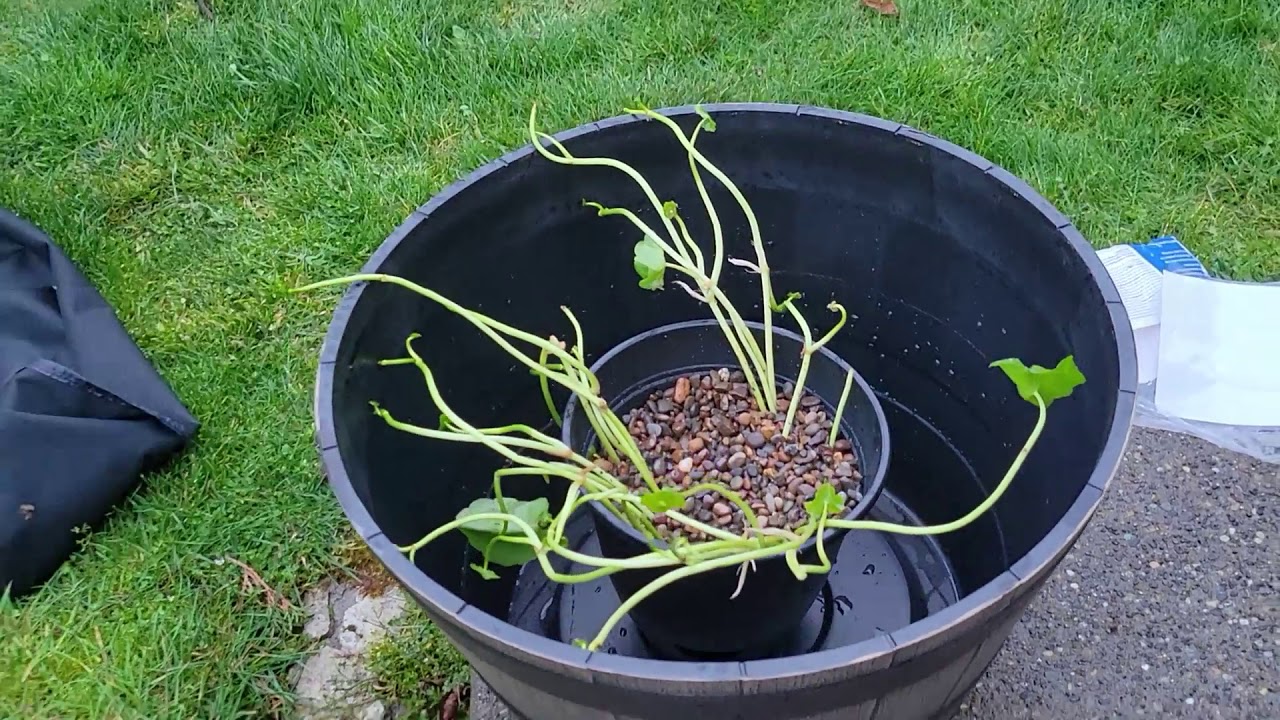 How To: DIY $61 Patio Pond for Japanese Rice Fish! (Can be used for ...