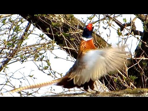 Common Pheasant making loud sounds with fluttering wings - YouTube