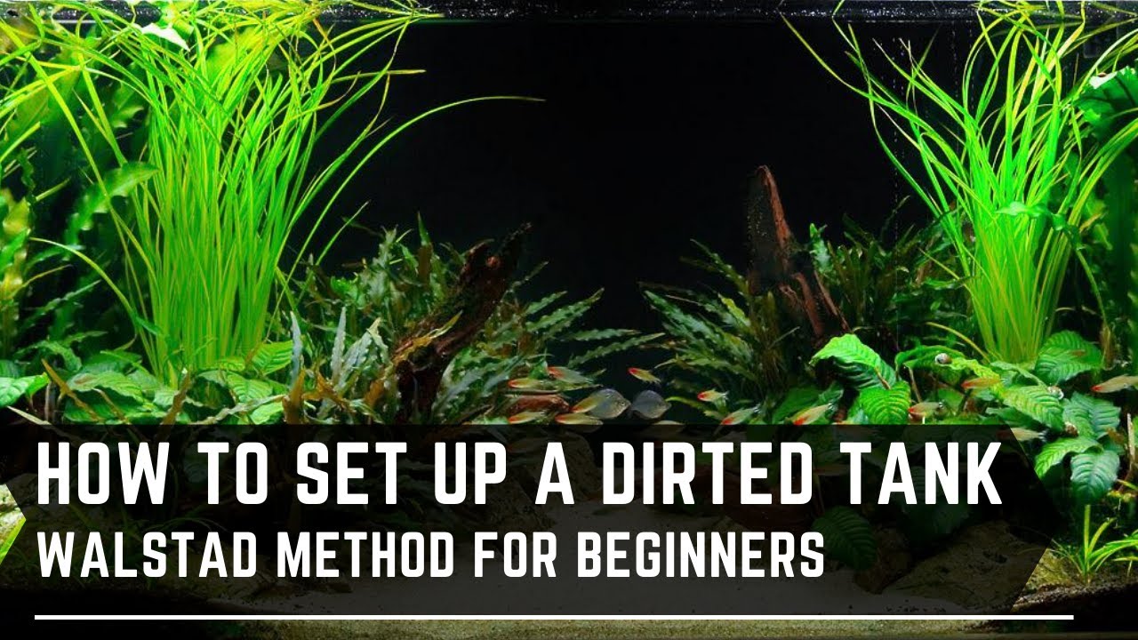 How to Set Up a Walstad Method Tank - Dirted Tanks for Beginners - YouTube