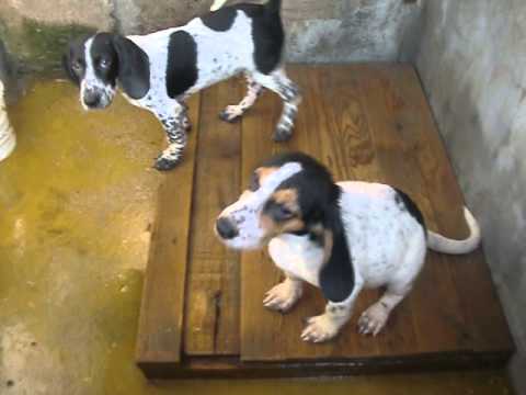 perros de casería - YouTube