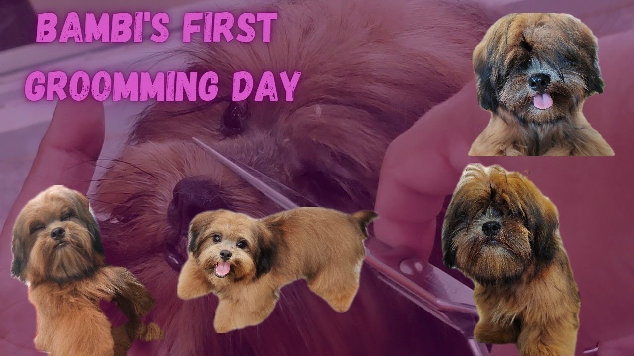 Sanitary Trim For Shih Tzu - YouTube