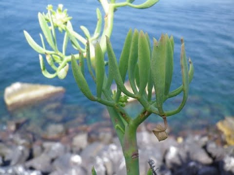 Crithmum Maritimum-finocchio di mare, pianta naturale importante - YouTube