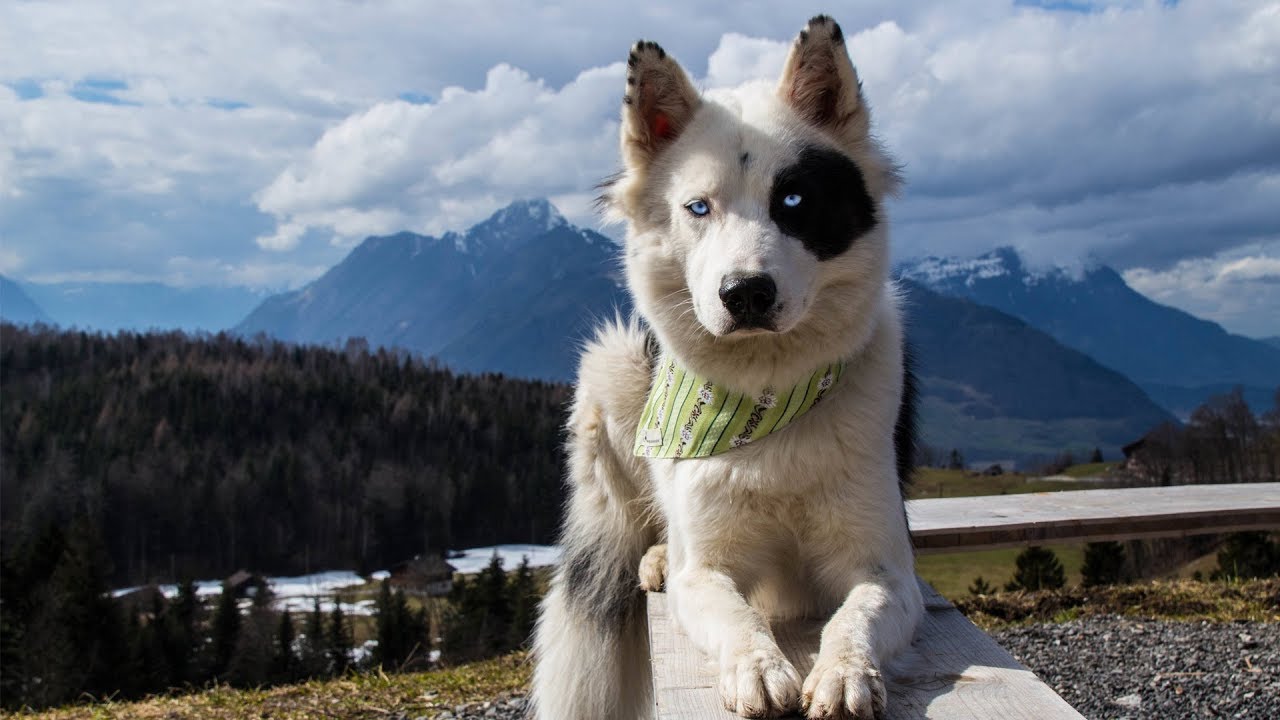 Cheveyo - The Yakutian Laika - YouTube