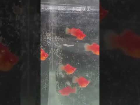 red molly fish available for sale - YouTube