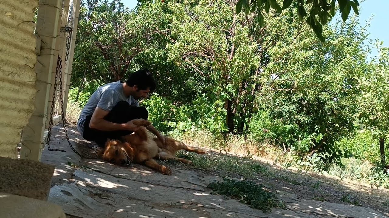 Rex massage in the garden - YouTube