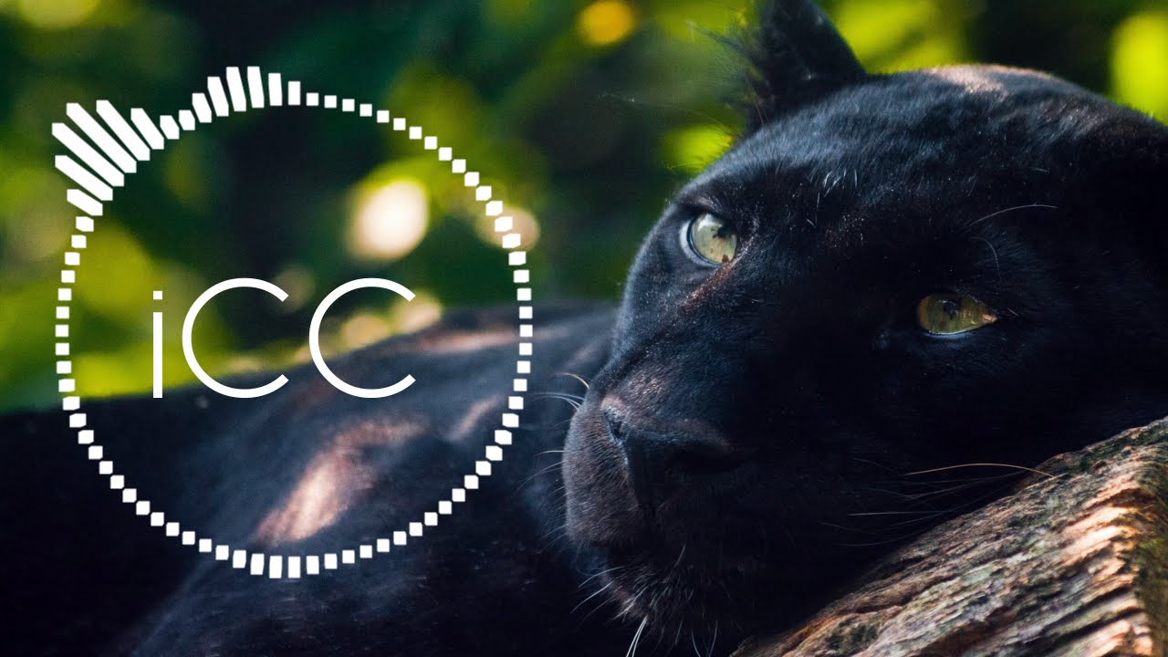 Symbiose ft. Simon Rosenfeld - Keep Drivin' (Vigilancer Remix) | [iCC ...