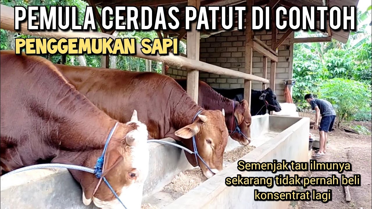 Penggemukan sapi pemula pakan bikin sendiri patut di contoh - YouTube