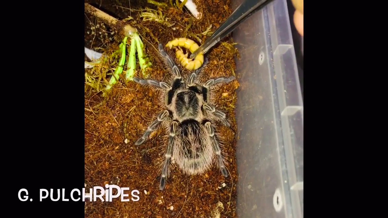 Chill lang sa Dareez Exotic TV | vlog#13 - YouTube