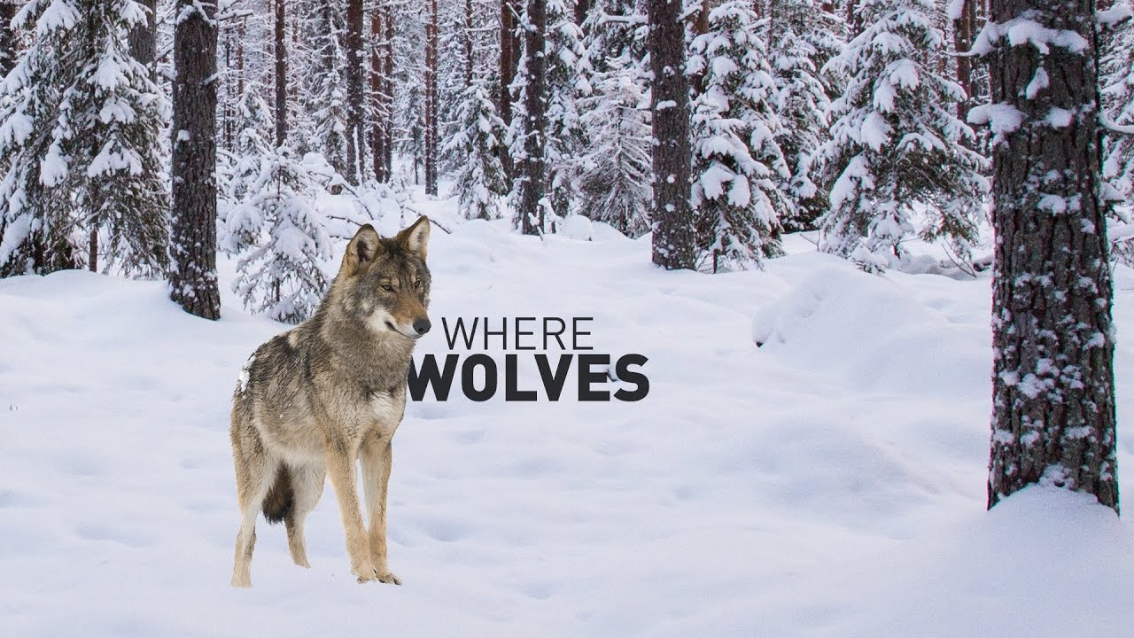 Where Wolves | Full Measure - YouTube