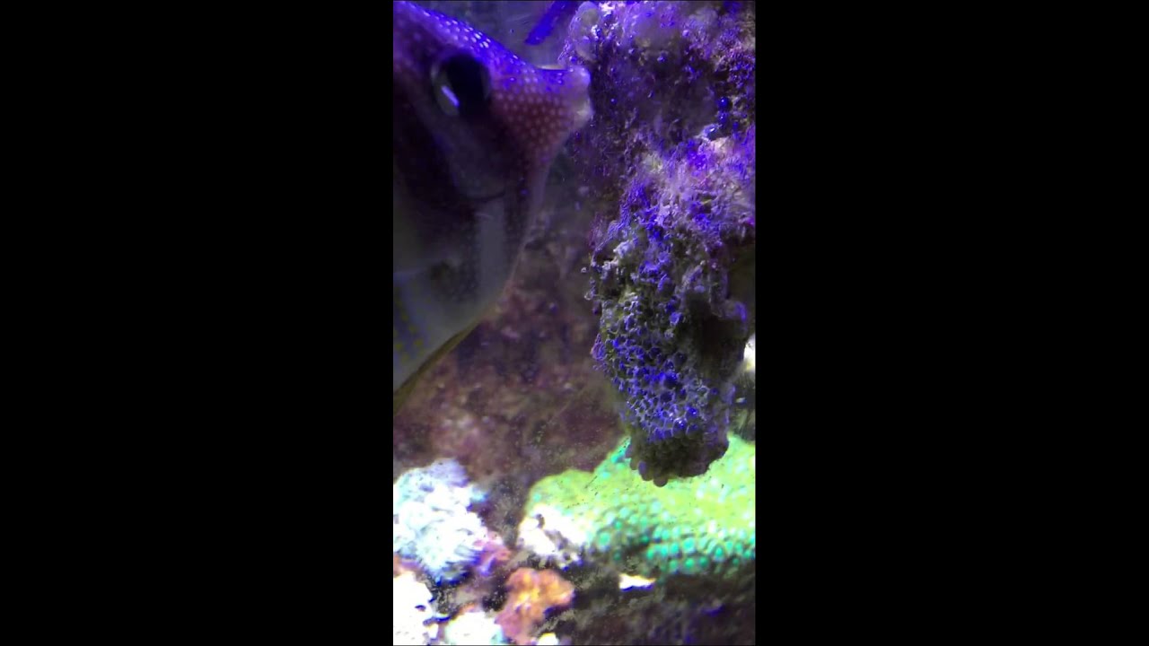 Bubble algae eater - YouTube