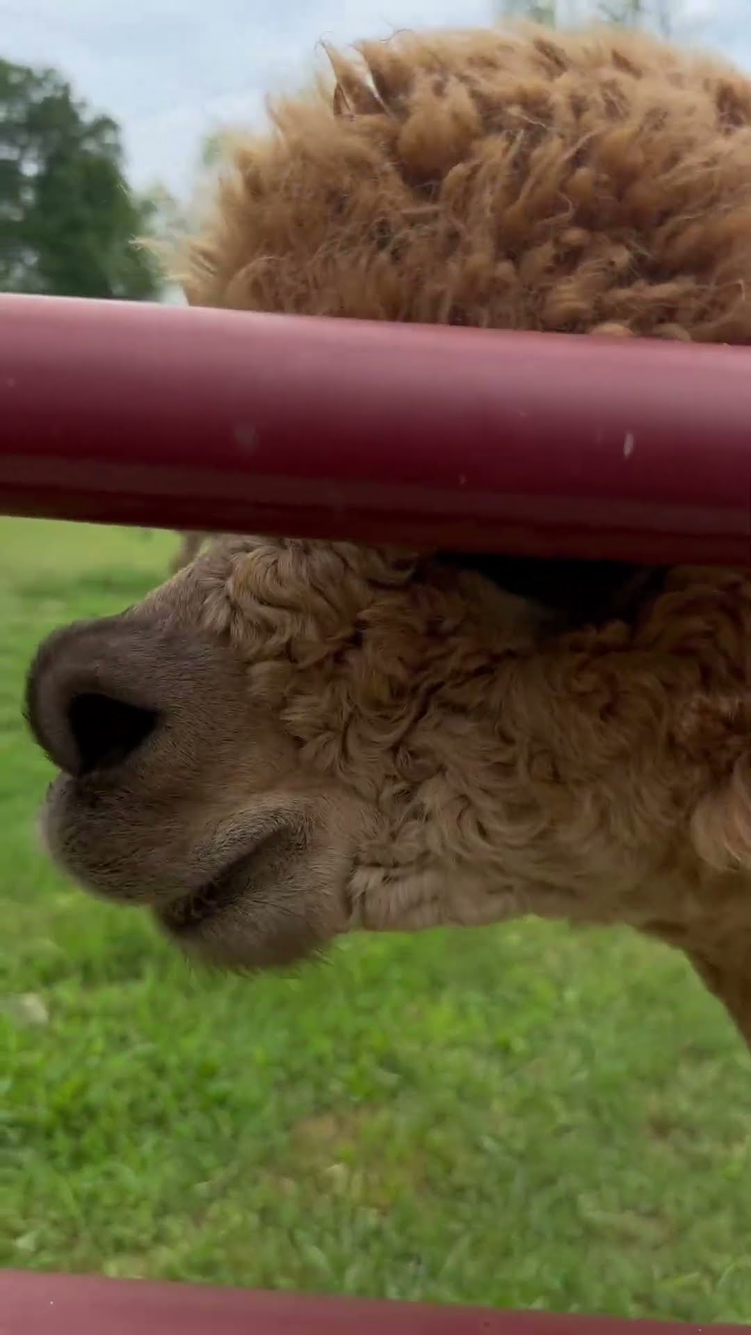 Theo singing to the female alpacas at Rosie Mae’s Alpaca Farm # ...