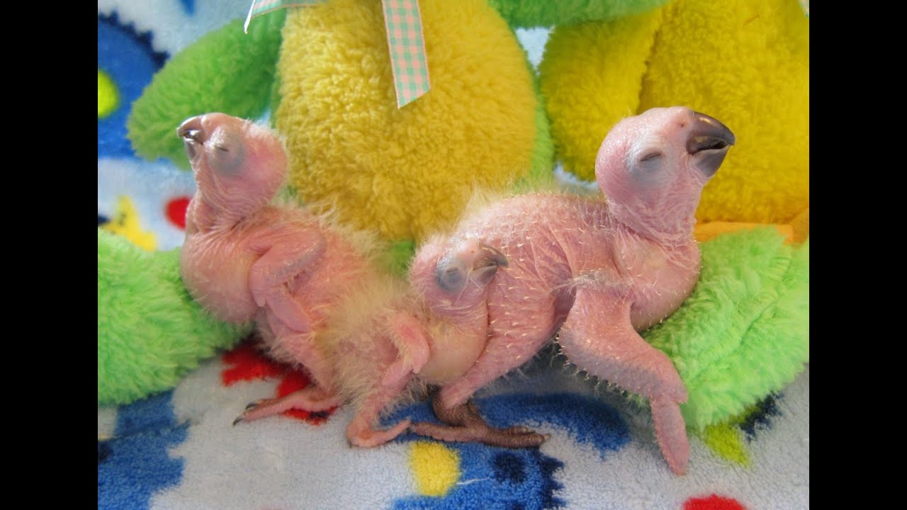 14-9 day old Sunday Conure Babies -- Rainbow Parrots - YouTube