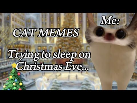 CAT MEME!!! Trying to sleep on Christmas Eve! merry Christmas 🎄🎁and ...