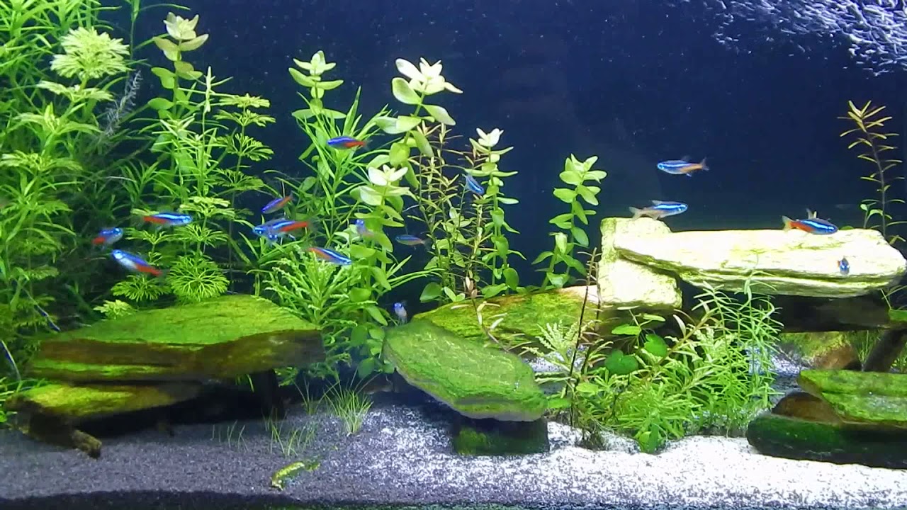 Nowe Neon Inessa w akwarium - YouTube