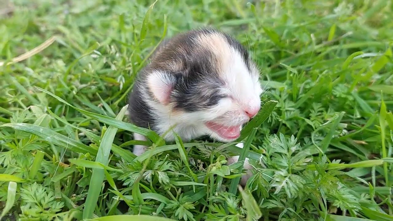 3 Day old kitten is screaming and looking for its mother. - YouTube