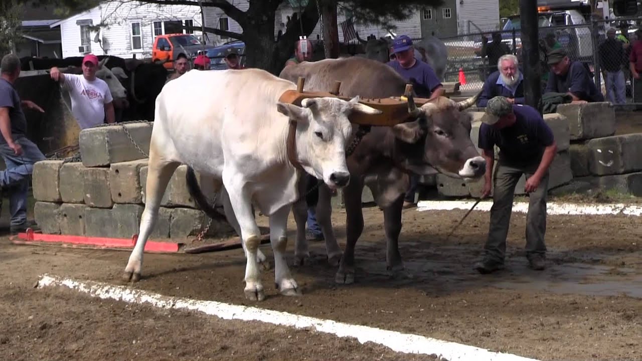 Ox Pull 2013 Deerfield Fair Oxen NH Pulling Video 10 - YouTube