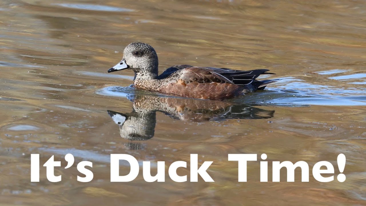 It's Duck Time! - YouTube