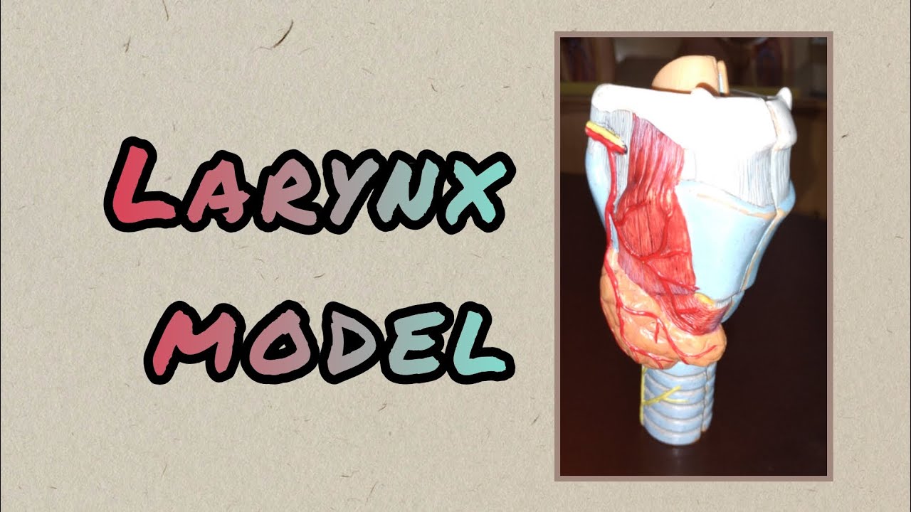 LARYNX MODEL | Cartilages | Muscles | Arteries | Nerves - YouTube