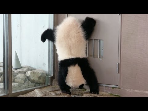 すごい！ 逆立ち！！ その瞬間、歓声があがる！ #パンダ #アドベン #アドベンチャーワールド