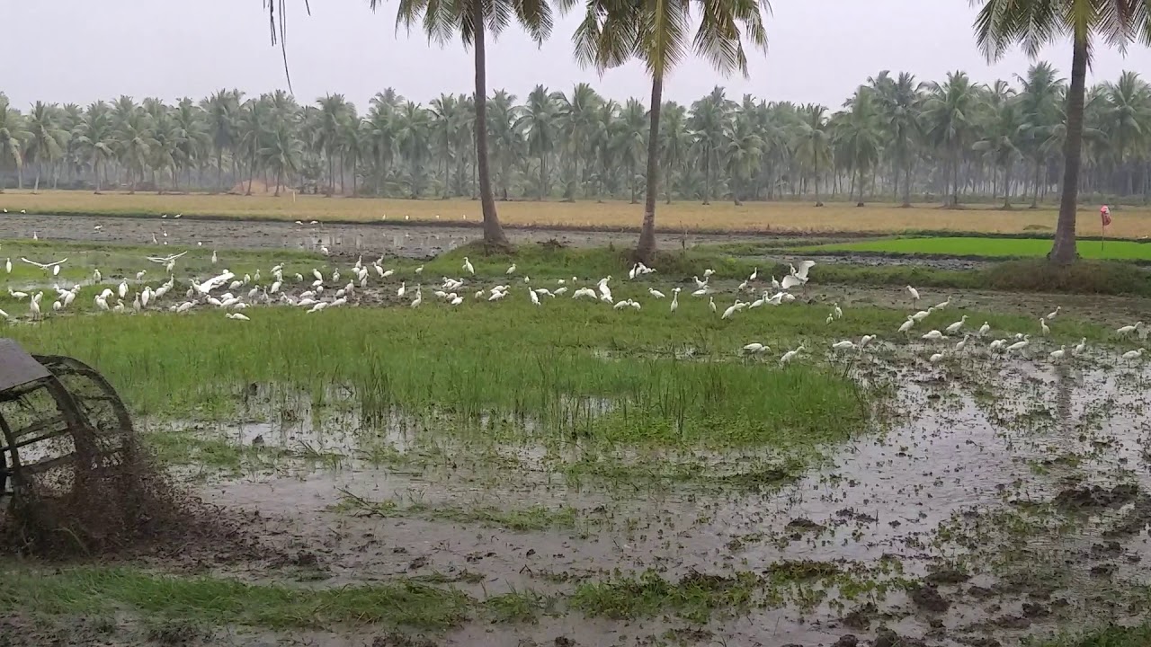 Razole farming - YouTube