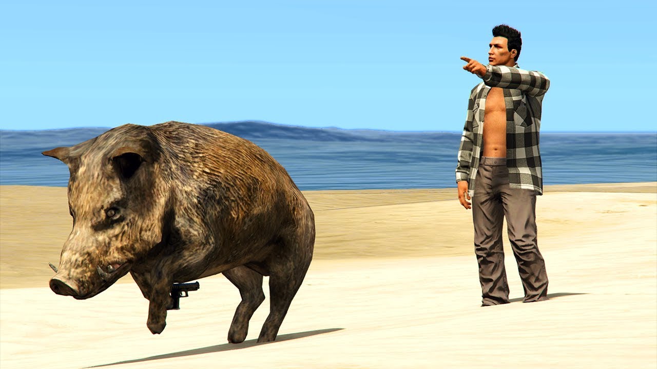 CACHE CACHE ANIMAL - YouTube