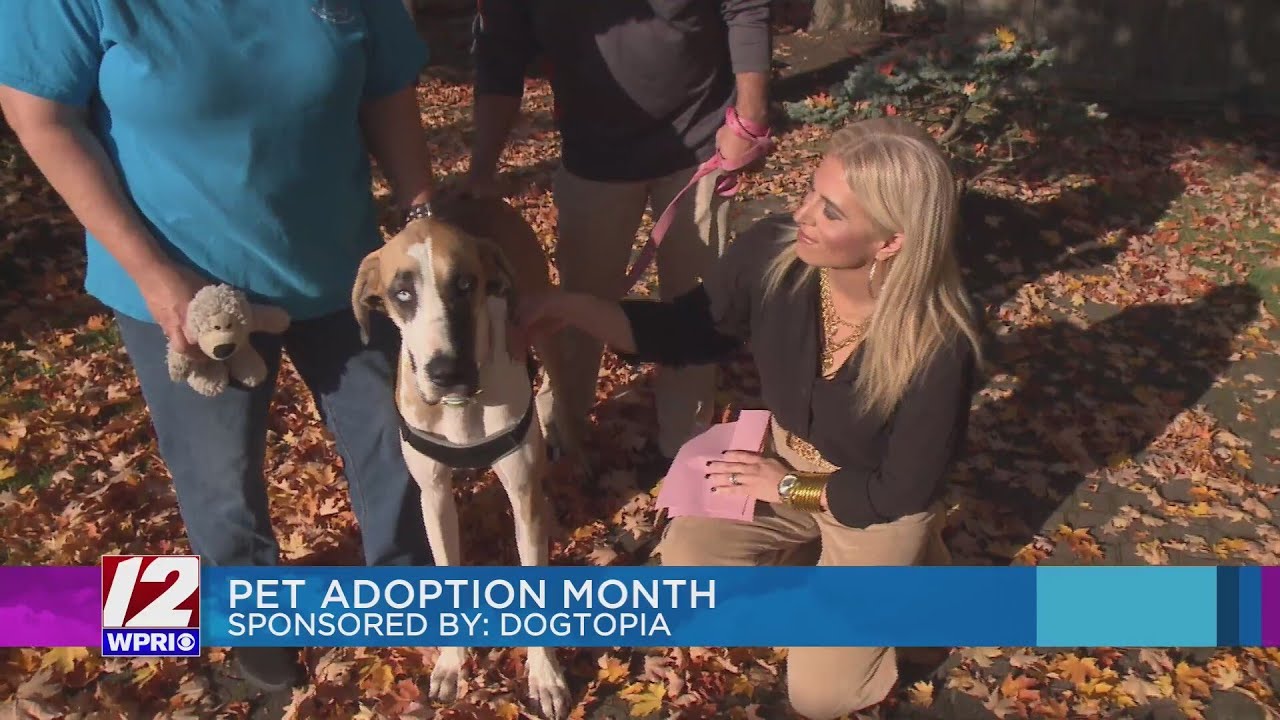 Dogtopia and Rhode Home Rescue share about pet adoption - YouTube