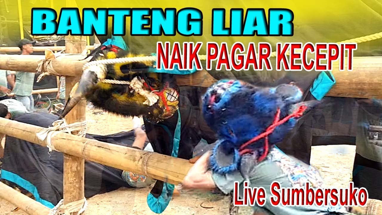 BANTENG LIAR Mberot Kalapan LIAR Live Sumber Suko Legok - YouTube