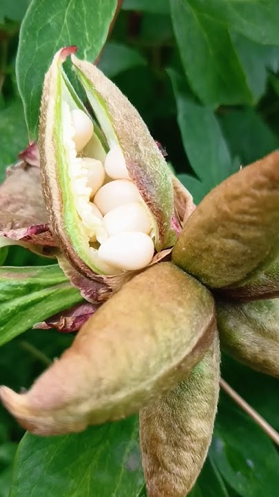 Древовидный Пион Рока - императорский цветок на Южном Урале #природа # ...